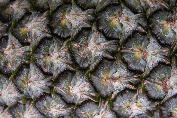 Hairy scales Stock Photos, Royalty Free Hairy scales Images | Depositphotos