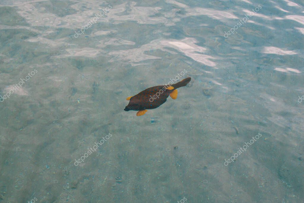 Boxfish de manchas azules, Ostracion cubicus, habita en los arrecifes ...