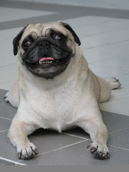 Mops rasa fotos de stock, imágenes de Mops rasa sin royalties ...