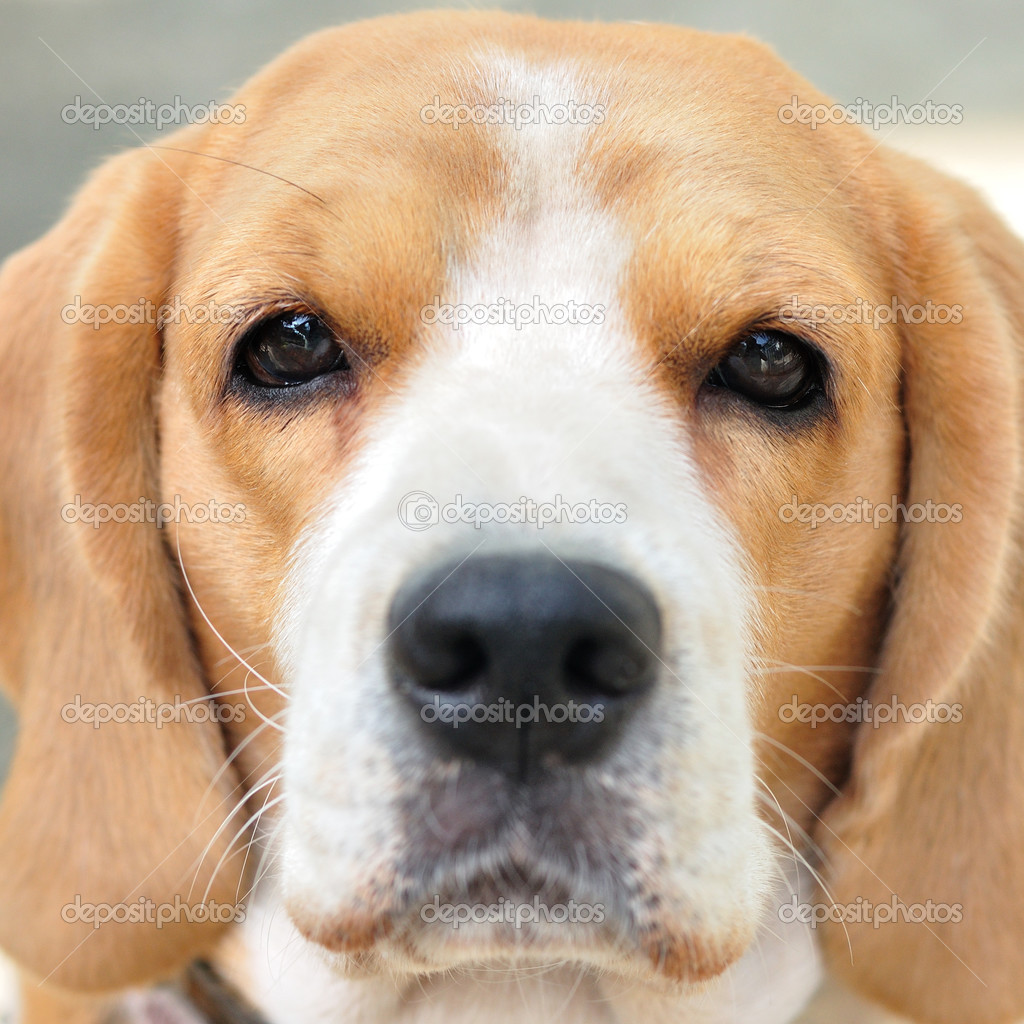 Beagle face Stock Photo by ©ekarina 37797613
