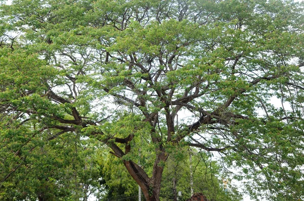 Lumbini tree Stock Photos, Royalty Free Lumbini tree Images | Depositphotos