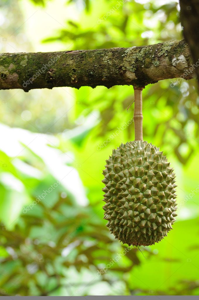 King of fruit — Stock Photo © ekarina #50897435