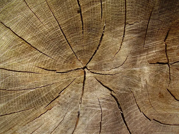 Cross section of oak tree - Stock Image - Everypixel