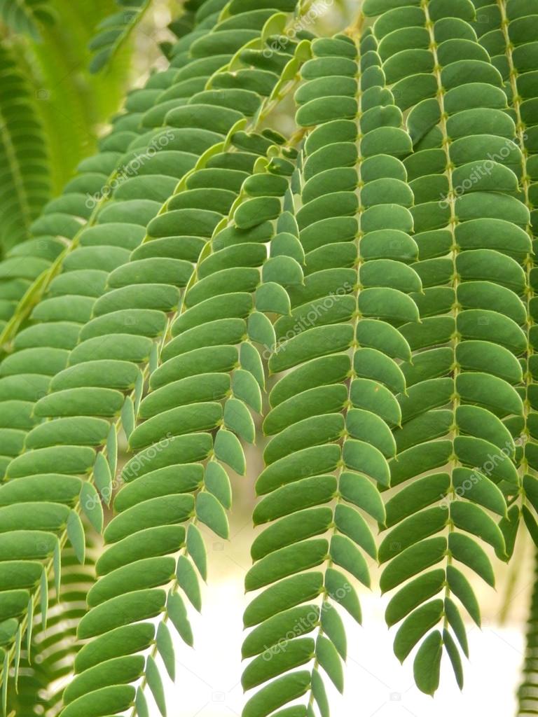 Persian Silk Tree leaves ⬇ Stock Photo, Image by © PlazacCameraman ...