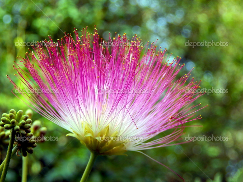 Persian Silk Tree Flower Stock Photo by ©PlazacCameraman 19832035 Persian Silk Tree Flower Stock Photo by ©PlazacCameraman 19832035