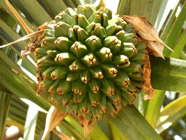 Screwpine Tree (Pandanus Utilis Bory) - Stock Image - Everypixel