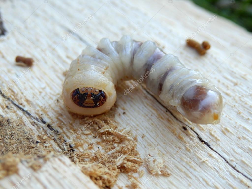 Round Headed Borer — Stock Photo © PlazacCameraman #32572059