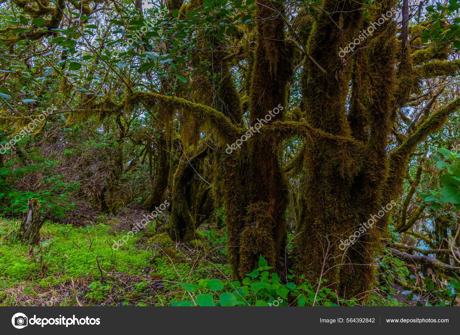 Bosque Lluvioso Laurisilva Parque Nacional Garajonay Gomera Islas ...
