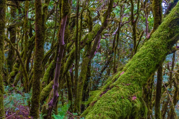 Bosque chile Stock Photos, Royalty Free Bosque chile Images | Depositphotos