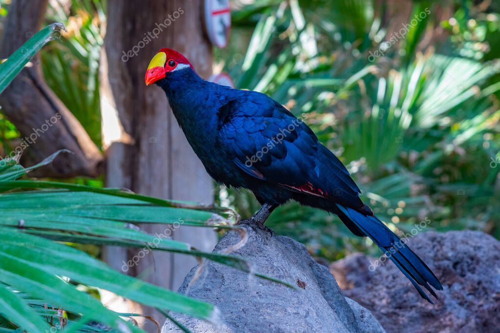 Lady Ross's turaco in jungle park at Tenerife, Canary Islands