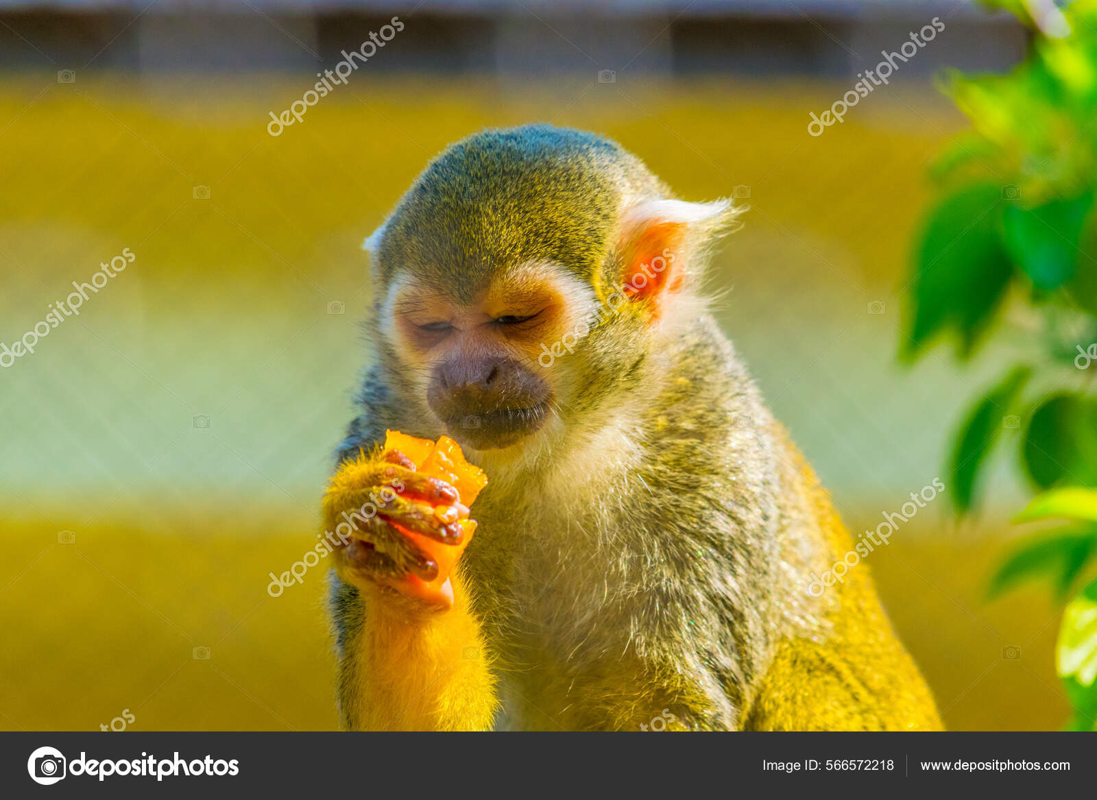 Squirrel Monkeys Eating