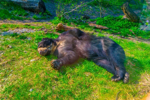 Oso durmiendo fotos de stock, imágenes de Oso durmiendo sin royalties ...