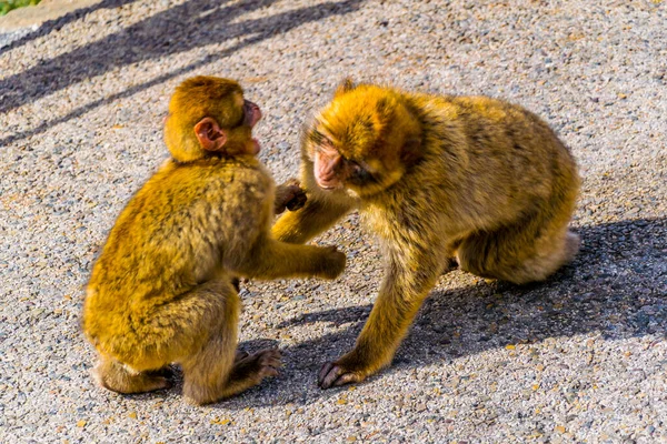 A brincar aos macacos Stock Photos, Royalty Free A brincar aos macacos ...