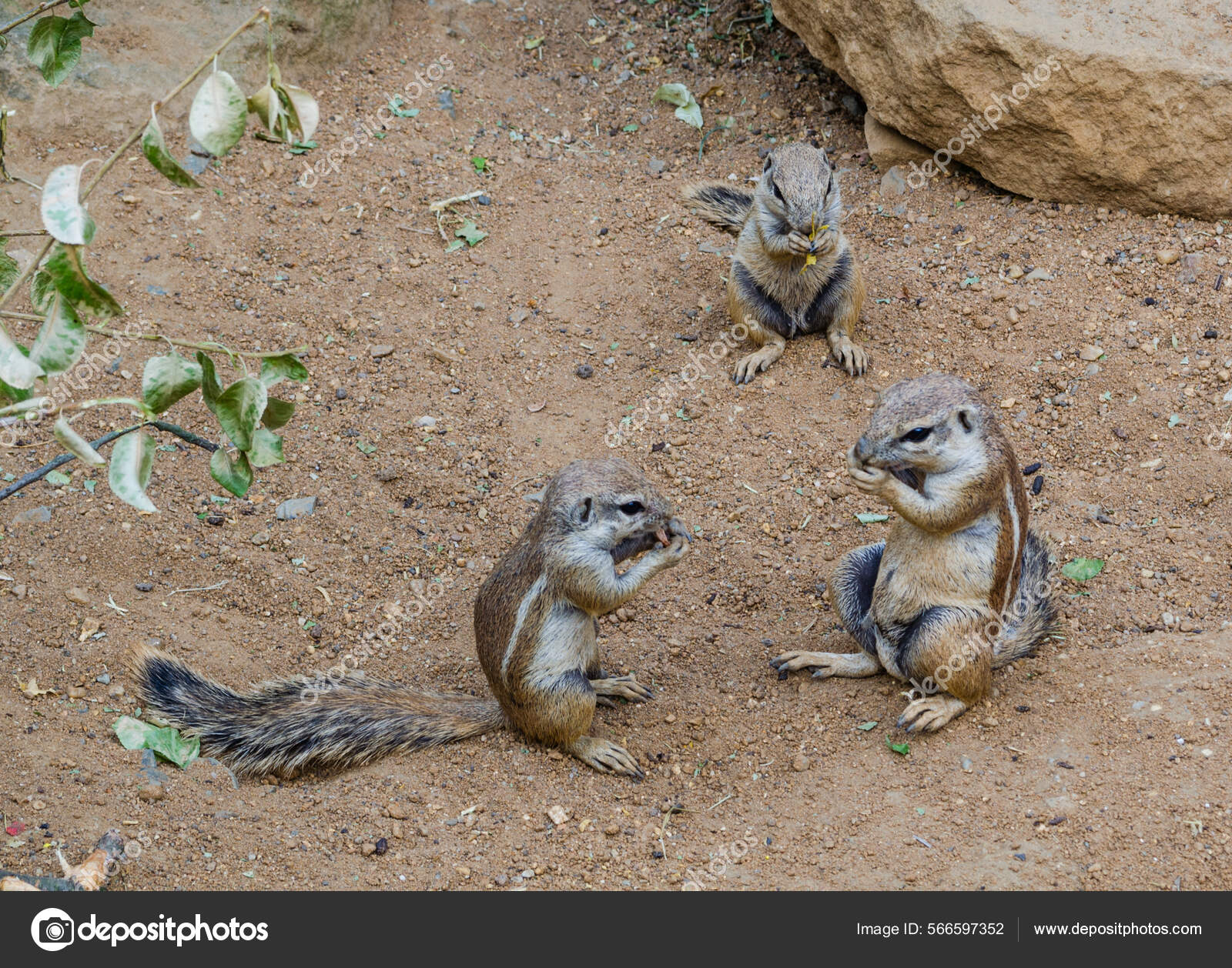 Tufted Ground Squirrel