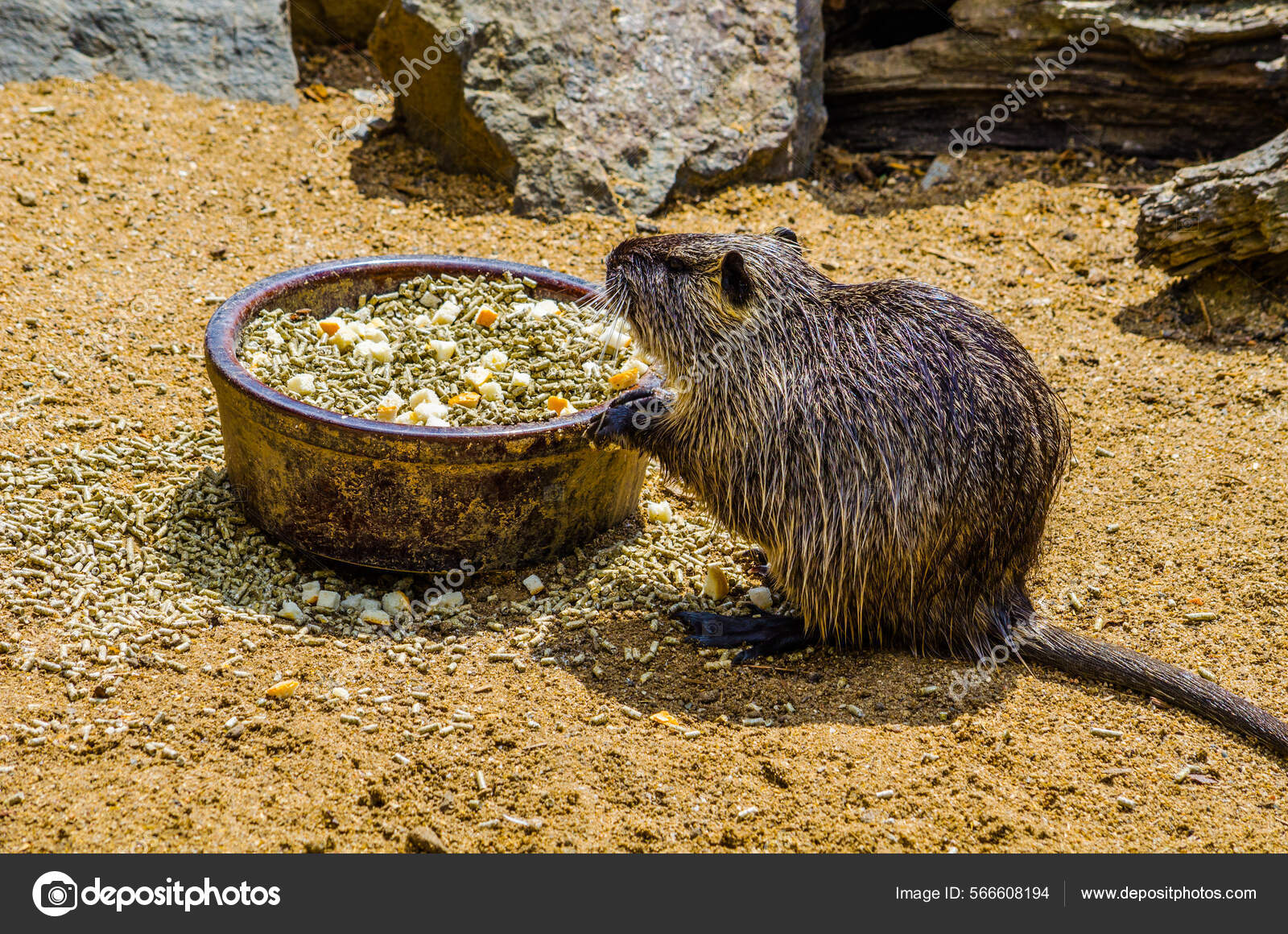 Nutria Coypu Myocastor Coypus Stock Photo by ©Dudlajzov 566608194