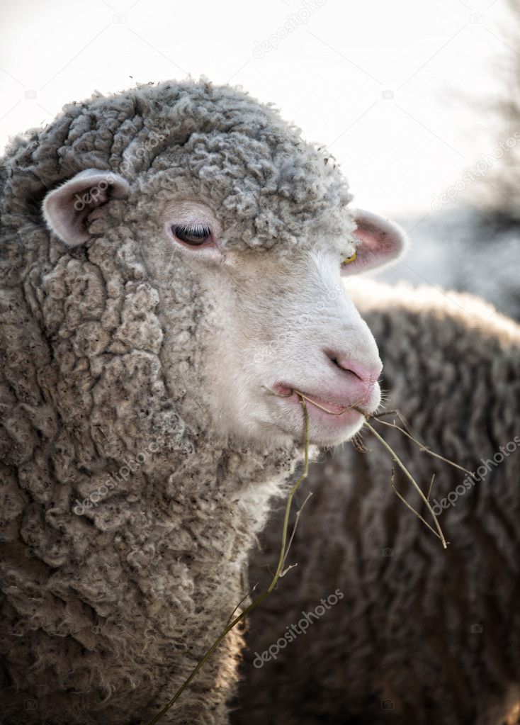 Sheep — Stock Photo © baronb #24072113