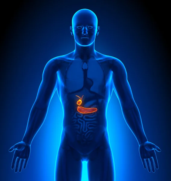 Pancréas images libres de droit, photos de Pancréas | Depositphotos