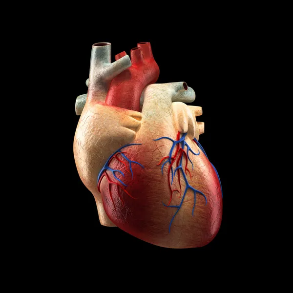 Real Human Heart Images