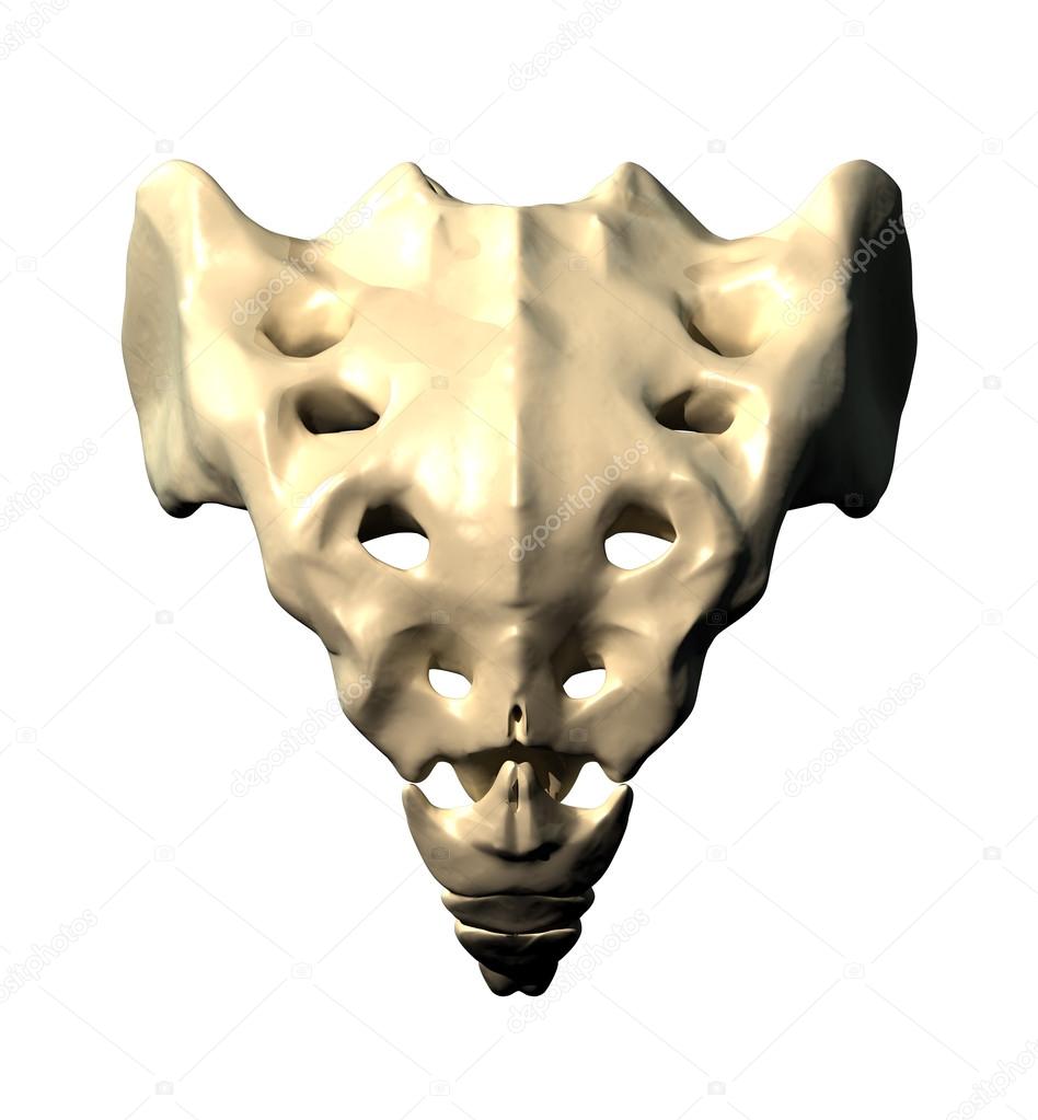 Sacrum - Vista posterior - Vista posterior 2022