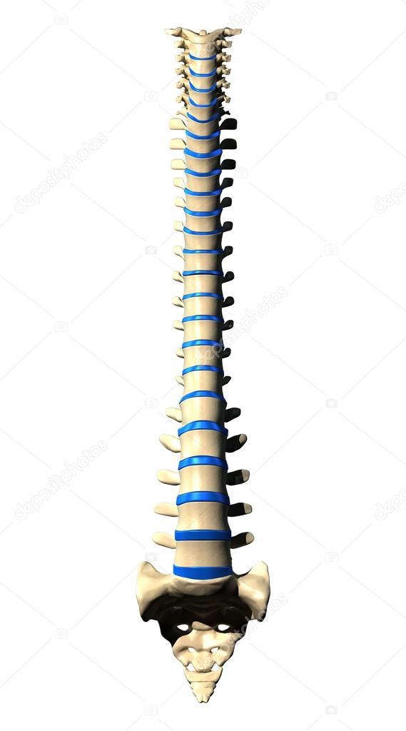 Vértebras de la columna vertebral - Vista anterior Vista frontal ...