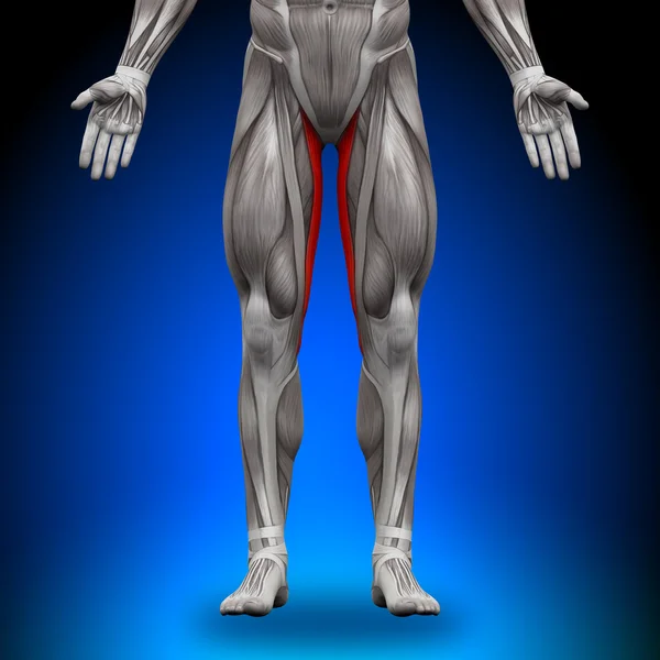 Quadriceps Muscles: Definition, Anatomy, And Exercises | atelier-yuwa ...