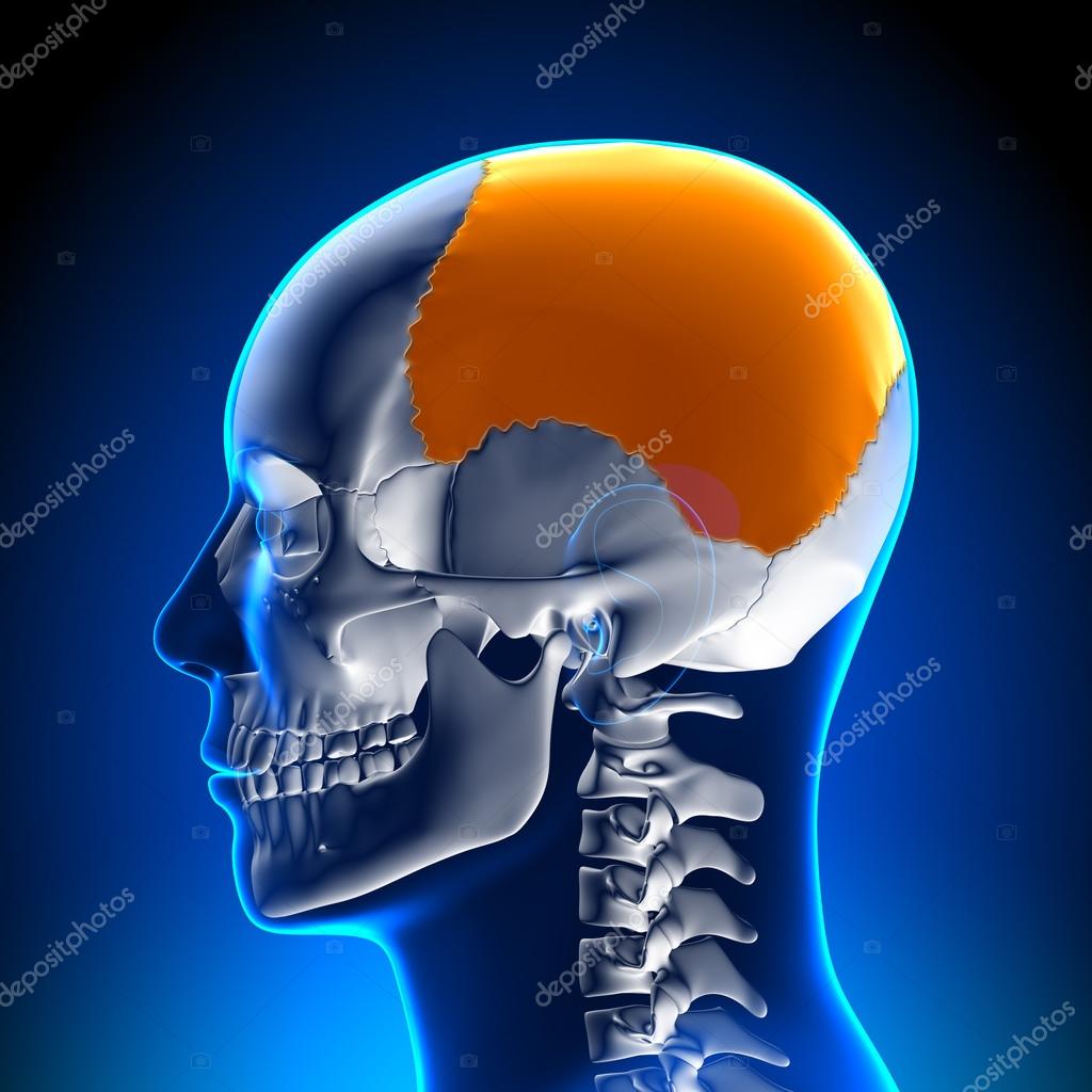 Anatomía cerebral - Lóbulo parietal — Foto de stock #28192487 © decade3d