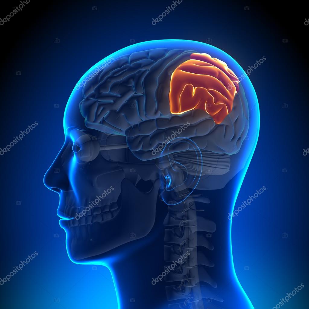 Anatomia do cérebro - lobo parietal — Fotografias de Stock © decade3d ...