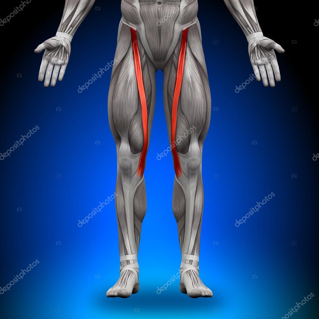 Sartorius - anatomi kas | Stok fotoğrafçılık ©decade3d | Telifsiz resim ...