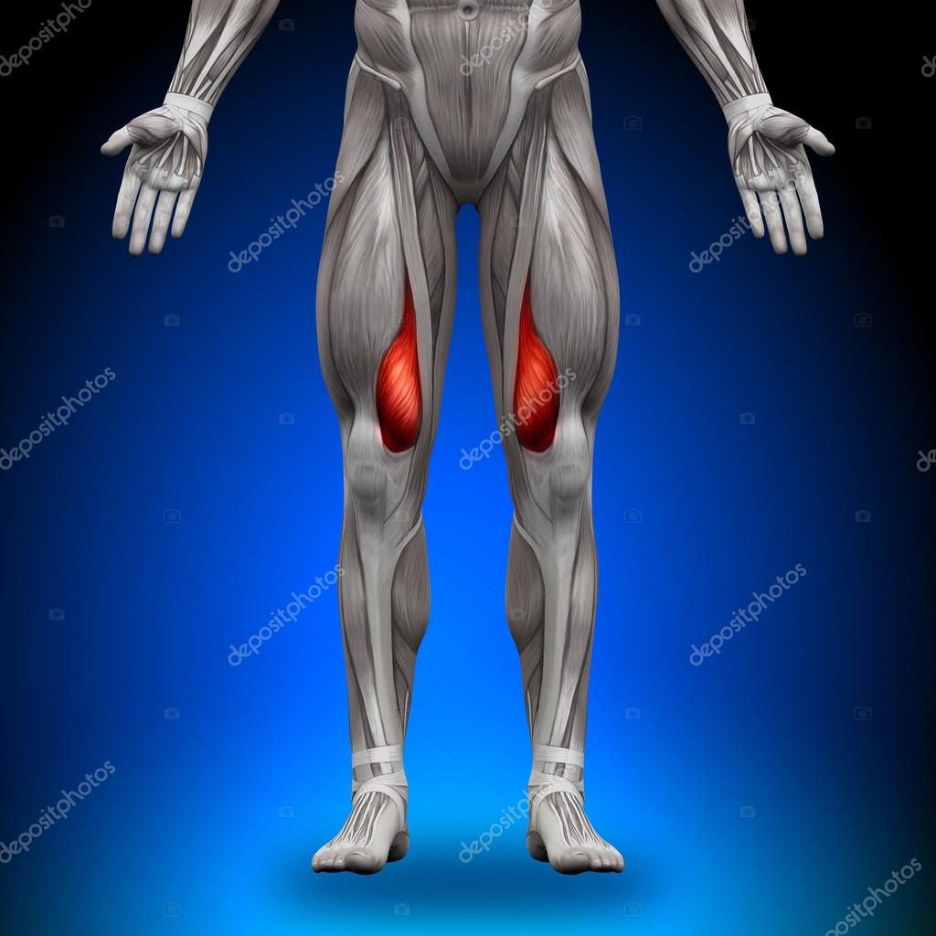 vasto medial - músculos anatomia — Foto Stock © decade3d #28192993