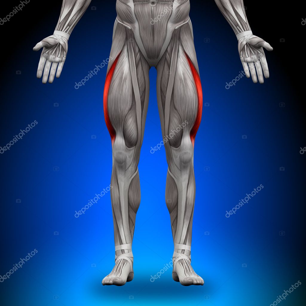 Vasto lateral - os músculos anatomia — Fotografias de Stock © decade3d ...