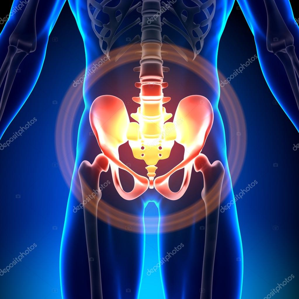 heup heiligbeen schaambeen zitbeen ilium - anatomie botten — Stockfoto ...