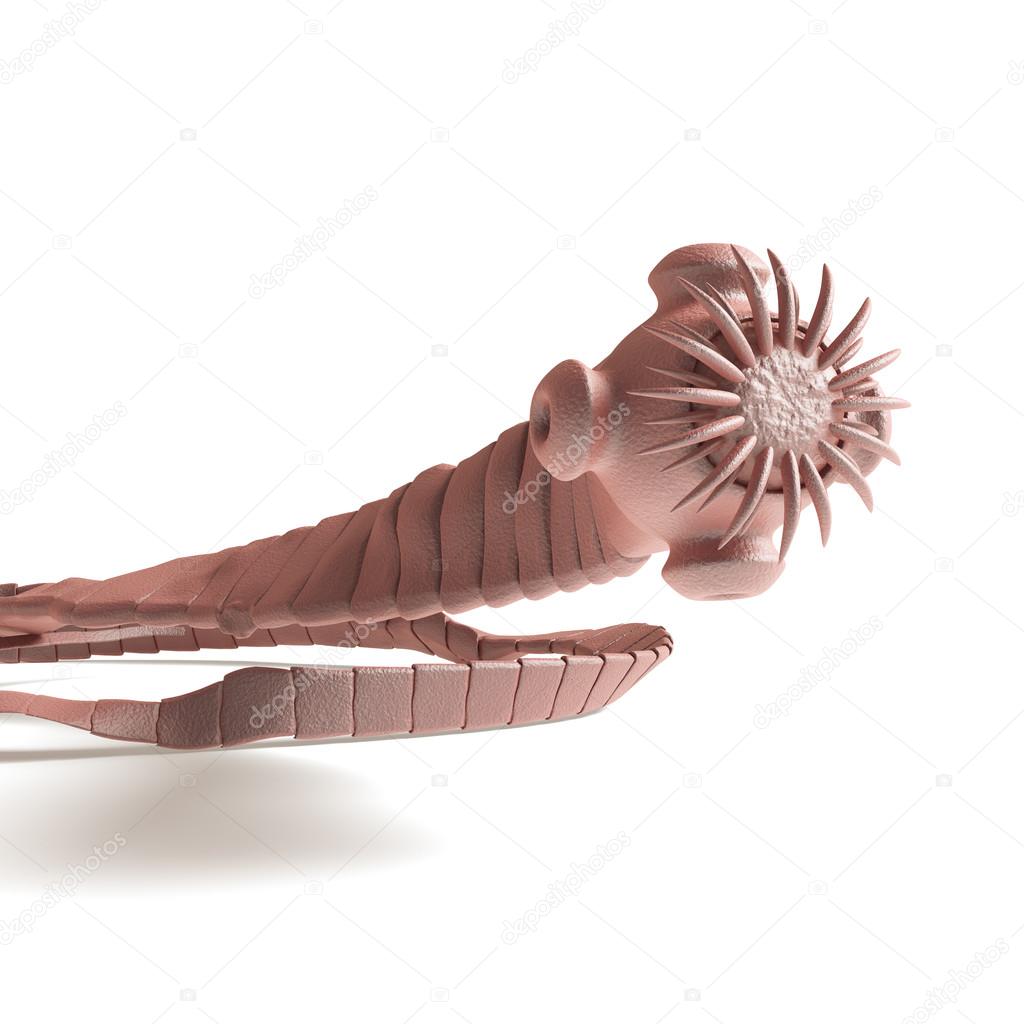 Tapeworm - Cestoda - front view — Stock Photo © decade3d #50496179