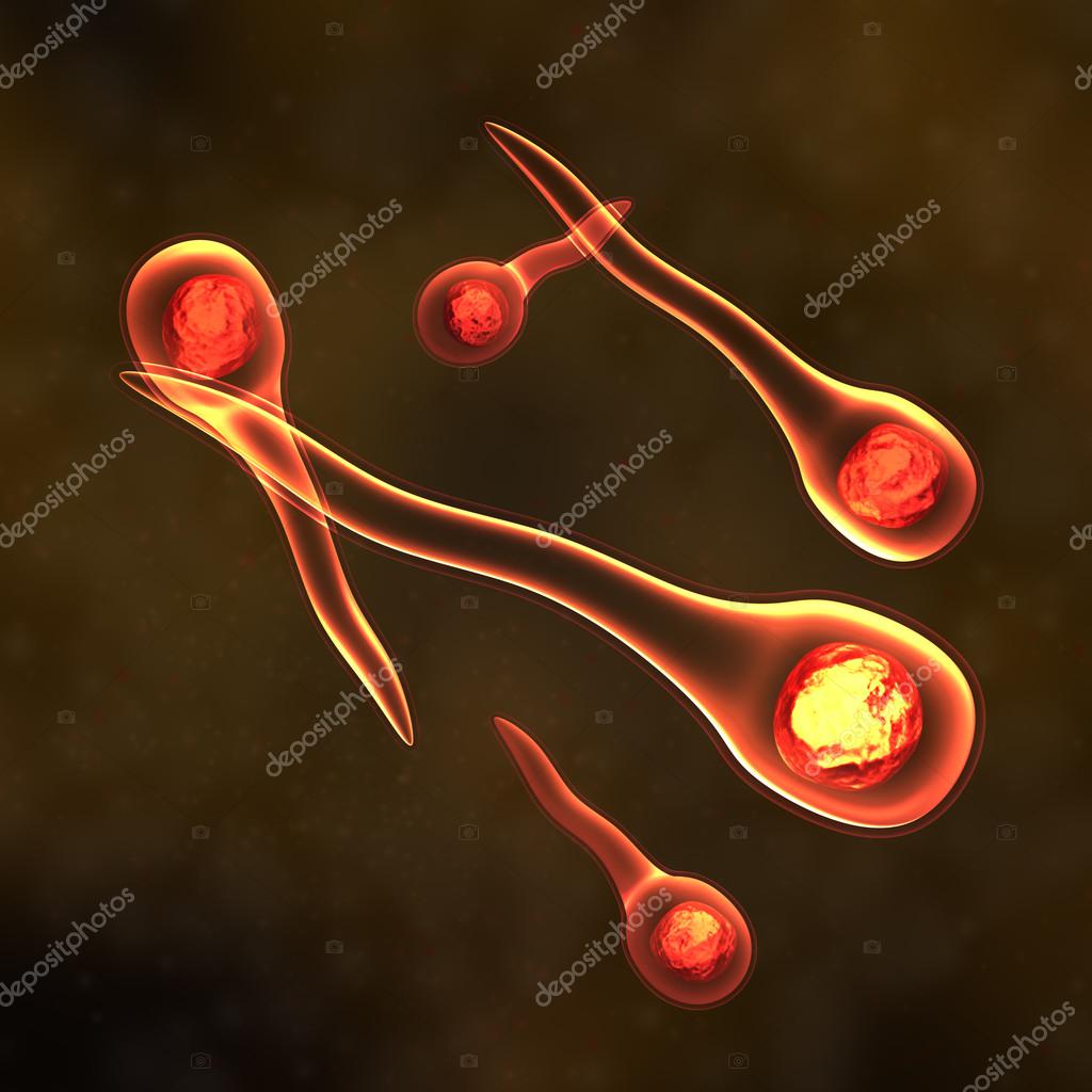 Tetanus Bacteria Images