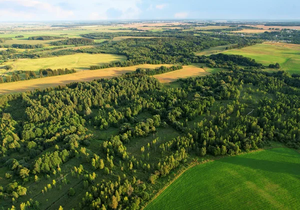 Aerial view of the forest and field. Drone view from above of a gold ...