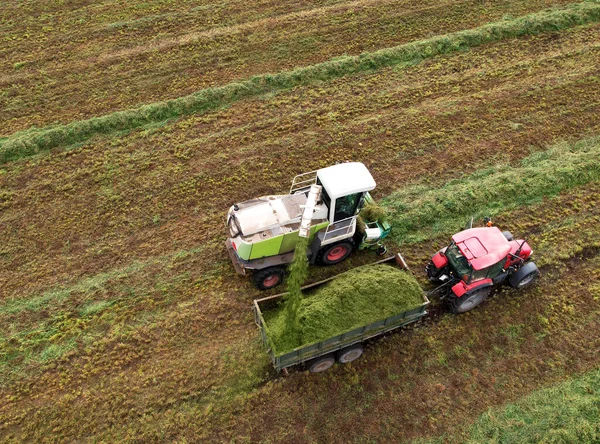 Forage harvester during grass cutting for silage in field. Harvesting ...