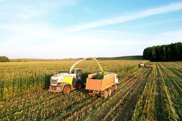 Forage harvester on maize cutting for silage in field. Harvesting ...