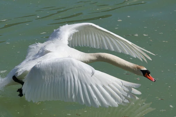 Swan landing Stock Photos, Royalty Free Swan landing Images | Depositphotos