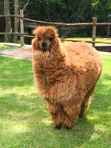 Super Fluffy Alpaca