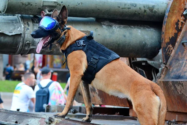 Swat police dog Stock Photos, Royalty Free Swat police dog Images ...