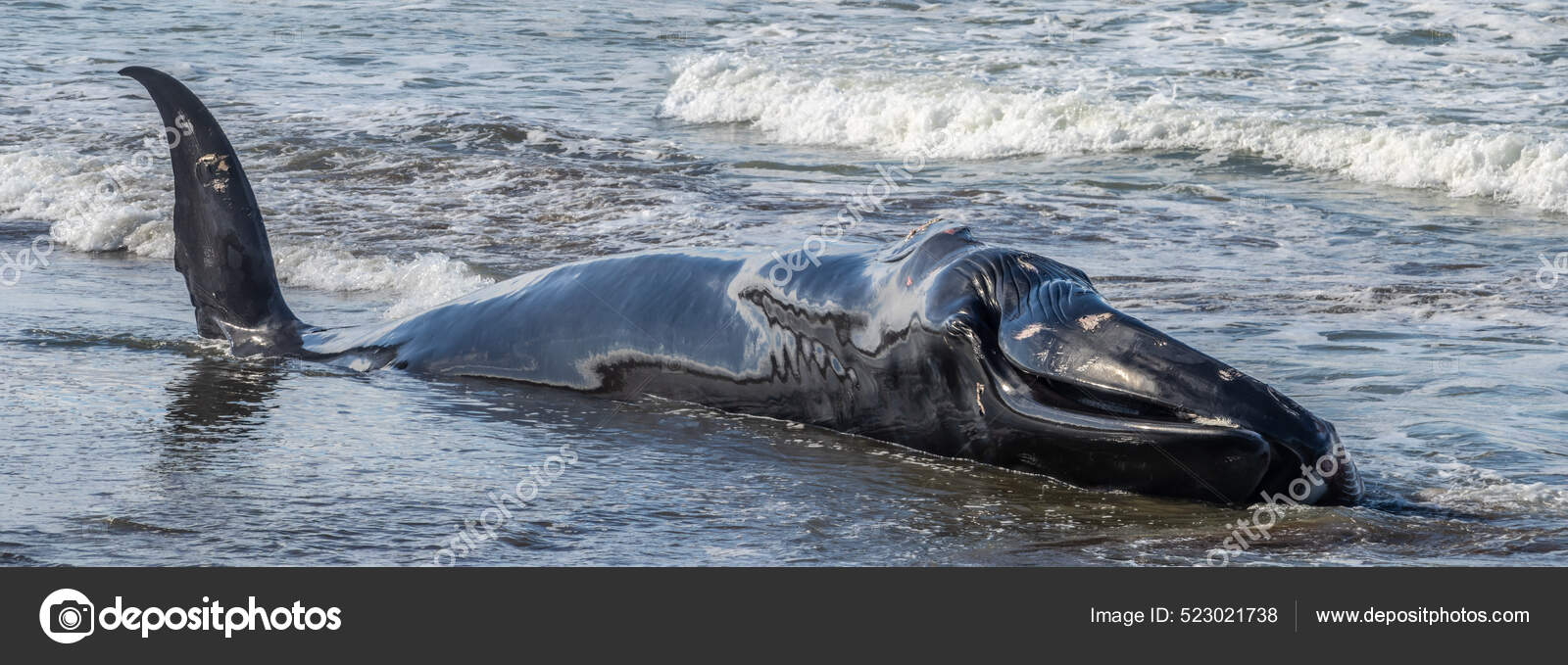 Wounded Dying Humpback Whale Grounding Coast Sopelana Basque Country ...