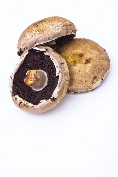 Grote portobello champignons fotos de stock, imágenes de Grote ...