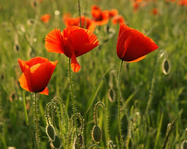 Red poppy flowers — Stock Photo #19481657 - Stock Image - Everypixel