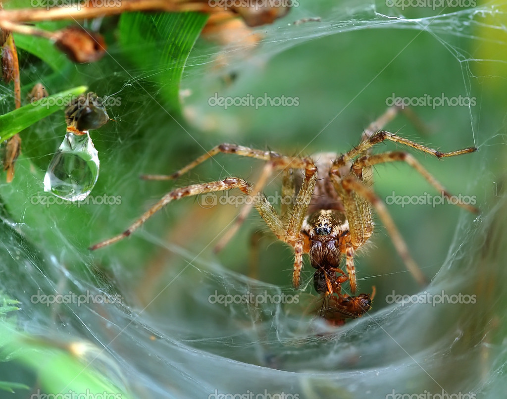Funnel Web Weaver Grass Spider en su red de embudo. 2023