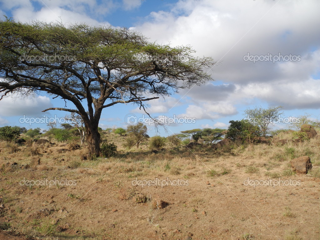 Paysage arbre savane — Photographie RockStar84 © #17403693