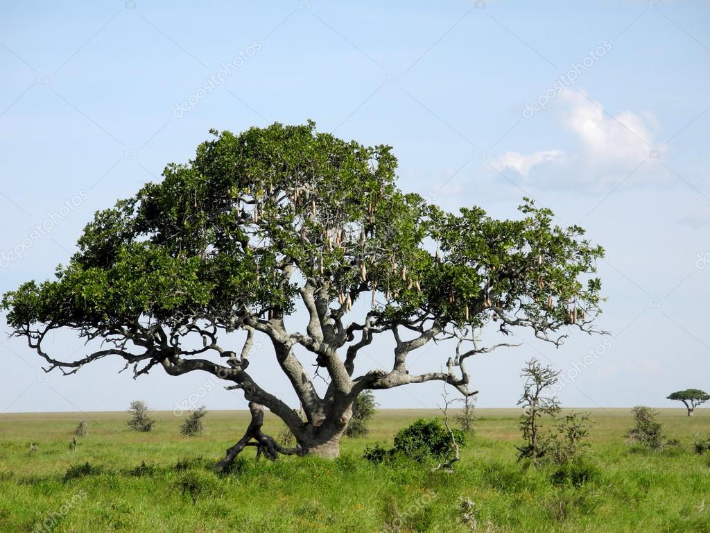 Savannah tree landscape — Stock Photo © RockStar84 #17403699 Savannah tree landscape — Stock Photo © RockStar84 #17403699