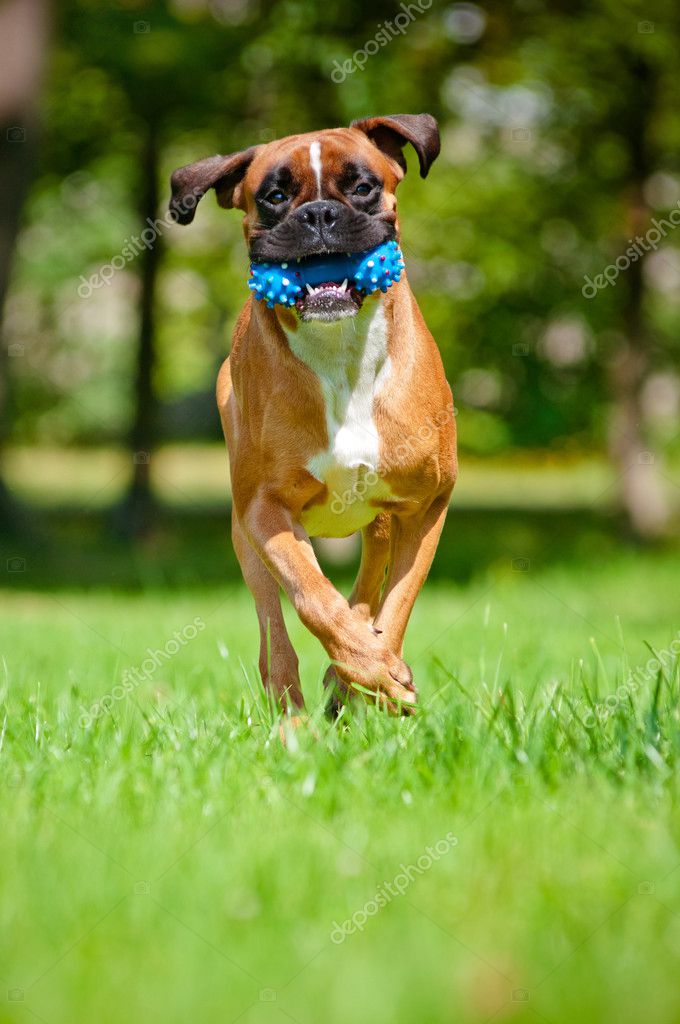 Toy Boxer Dog