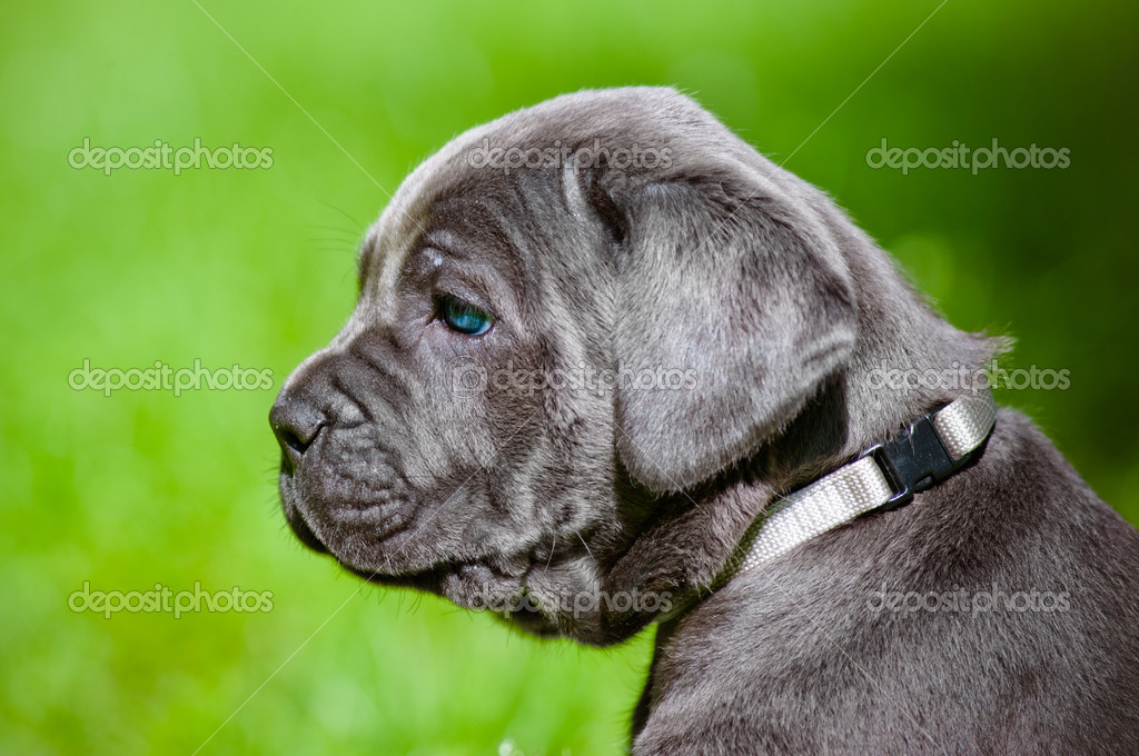 Grey Cane Corso With Blue Eyes