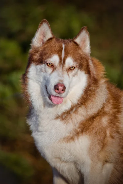Snarling husky Stock Photos, Royalty Free Snarling husky Images ...