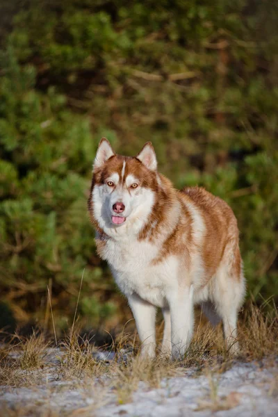 Red Tamaskan Dog