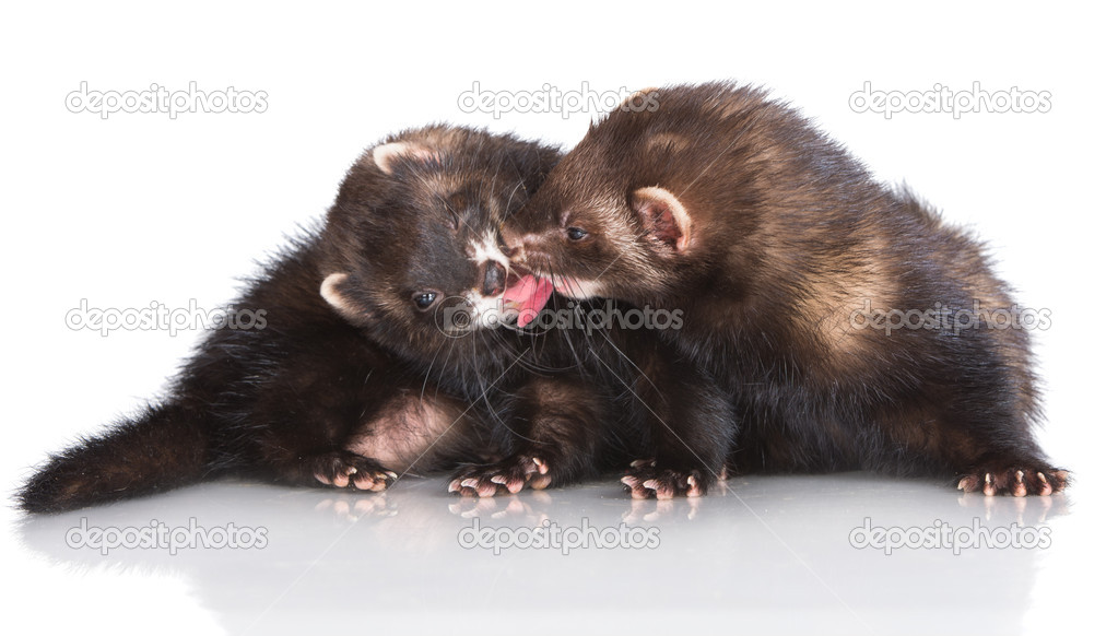 Two ferrets kissing Stock Photo by ©ots-photo 44671939